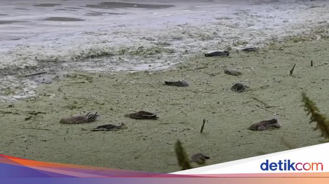 75 Ribu Burung Mati Massal Kena Penyakit Seram
