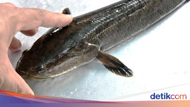 Getok Ikan Hidup Sebelum Dimasak, Apakah Halal Dikonsumsi Muslim?