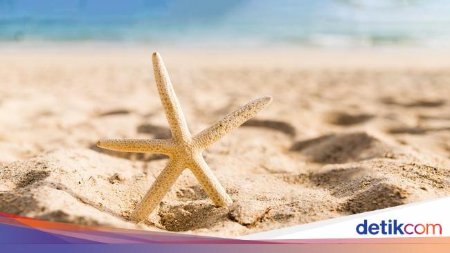 3 Perbedaan Sedimen dan Pasir Laut, Apa Saja?