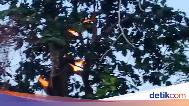 Penampakan Pohon Keluarkan Api di Madura
