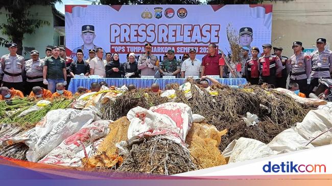 Penyedia Bibit Ganja di Lereng Semeru Lumajang Diburu