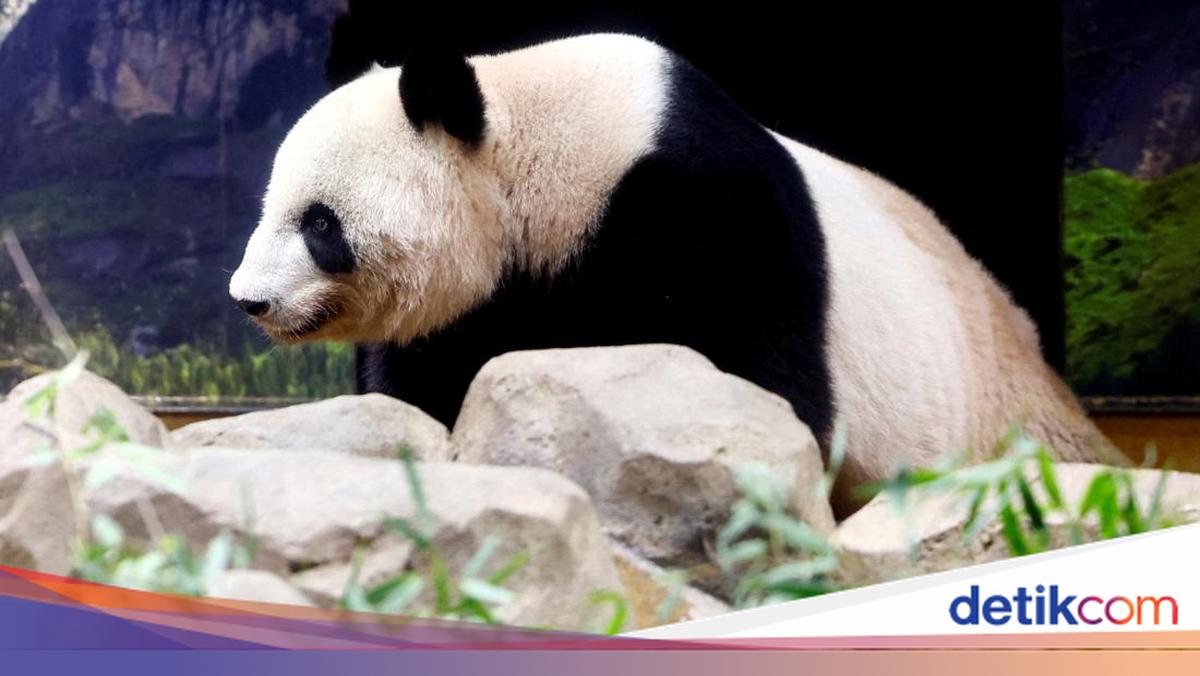 2 Panda Tua Kesayangan Jepang Pulang ke China, Berobat Tekanan Darah Tinggi