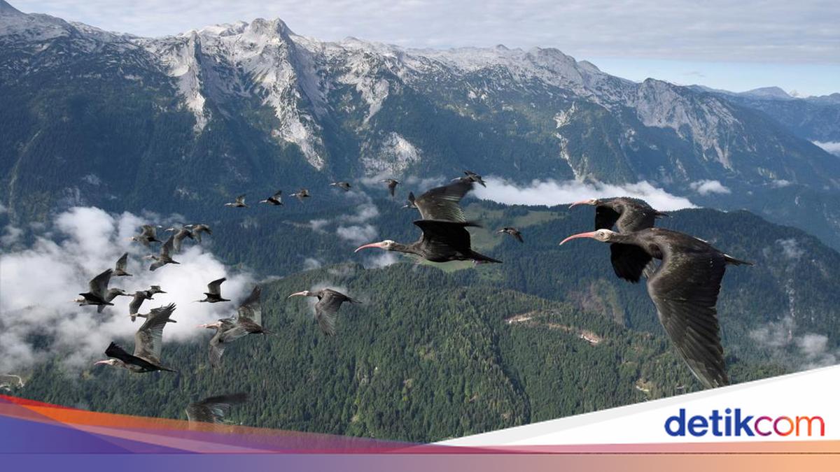 Potret Burung Paling Langka di Dunia Dapat Diselamatkan