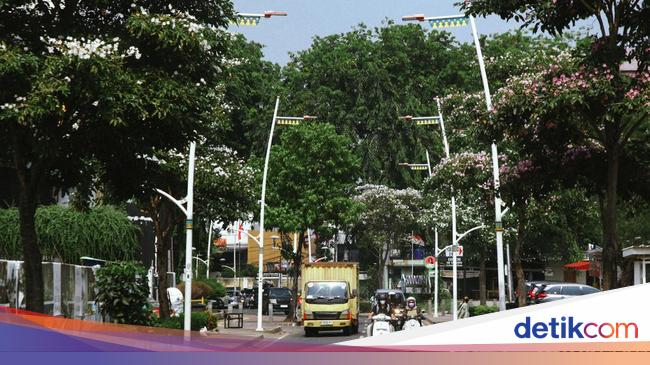 Mirip Sakura, Bunga Tabebuya Percantik Kemang