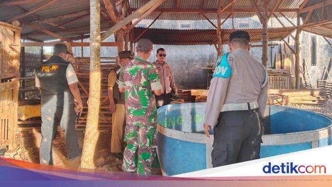 Arena Judi Sabung Ayam di Gresik Digerebek hingga Dibakar