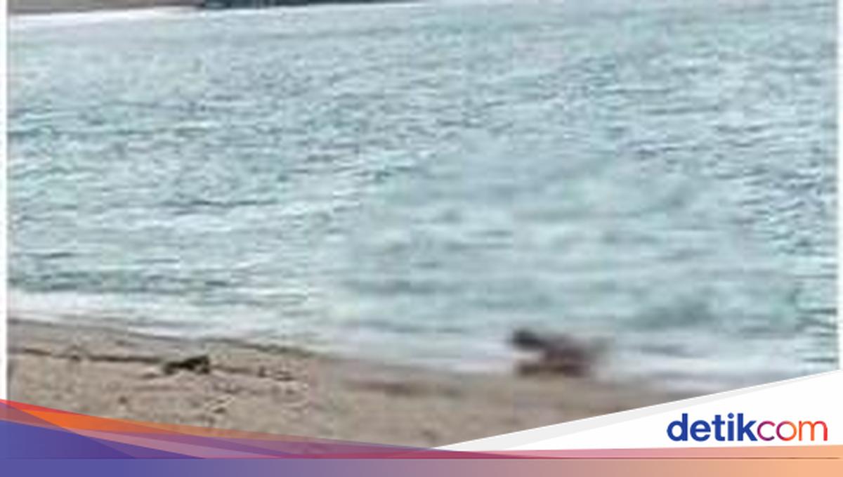 Polisi Kesulitan Usut Bule Ngeseks di Pantai Mandalika