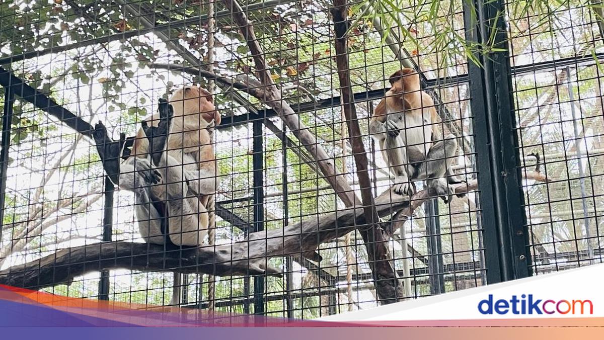 Bekantan, Maskot Ancol, Ada di Faunaland