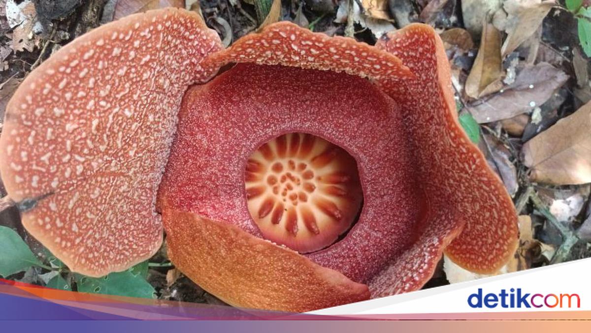 Pesona Bunga Rafflesia yang Semakin Memudar di Pangandaran