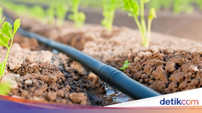 Sistem Irigasi Tetes: Pengertian, Cara Kerja, Keunggulan, dan Kelemahannya