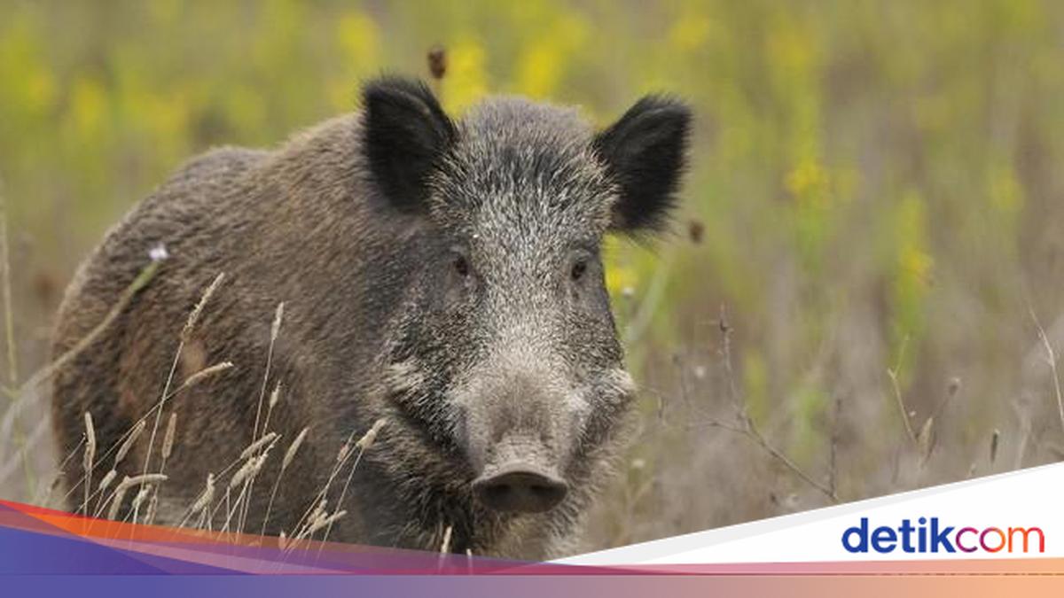 Fakta-fakta Amukan Babi Hutan yang Lukai-Putus Jari Warga Cianjur