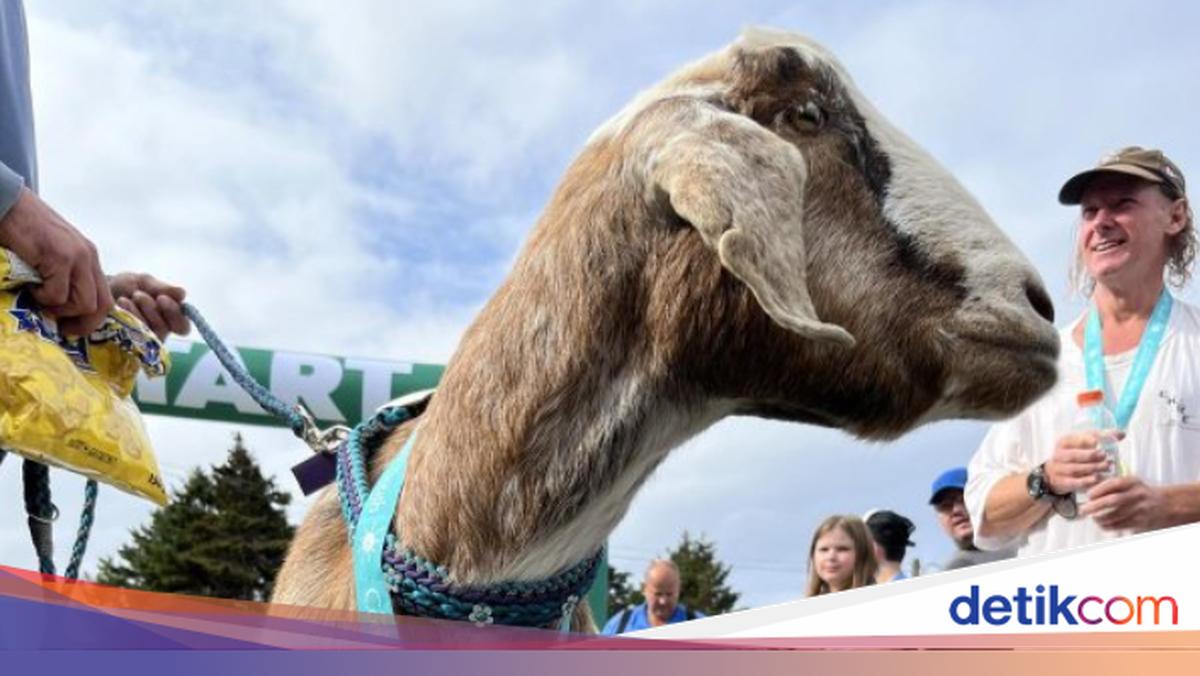 Kambing Lari dari Kandang, eh Malah Ikut Maraton dan Dapat Medali