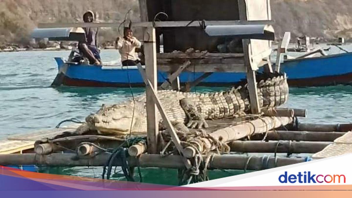 Warga Diminta Kurangi Aktivitas Karena Buaya Bersantai di Atas Tambak ...