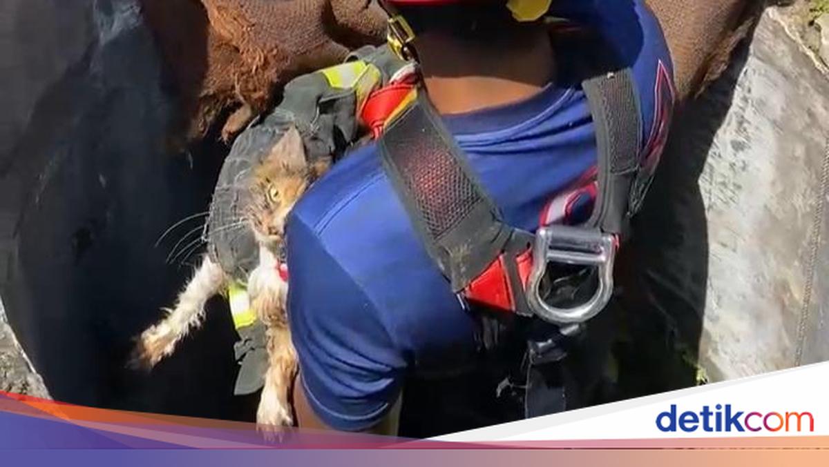 Kucing Telon Nyemplung Sumur di Klaten Dievakuasi Damkar, Begini Kondisinya
