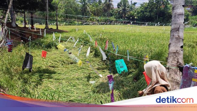 Jelang Masa Panen, Petani Optimal Tangkal Hama di Area Sawah Lubuklinggau