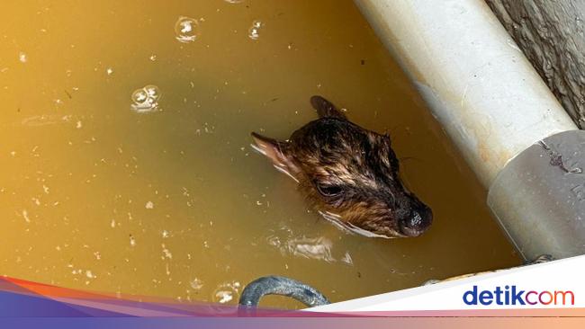 Ada Kancil Nyasar ke Kolam Resort, Untung Dia Selamat