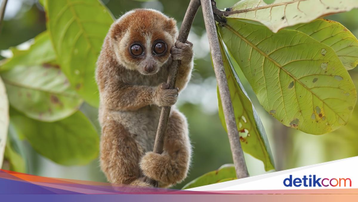 Primata Ini Jadi Satu-satunya Spesies yang Berbisa, Ada di Indonesia!