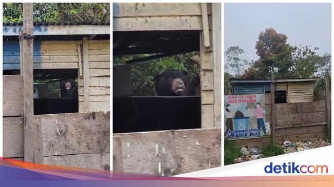 Lagi! Beruang di Lampung Cari Makan di Tumpukan Sampah Lagi! Beruang di Lampung Cari Makan di Tumpukan Sampah