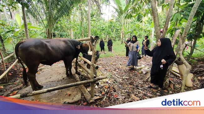 Kondisi Mengenaskan Pria Tewas Diseruduk Sapi Peliharaannya di Polman