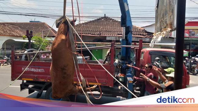 Lari dari Pasar, Sapi 300 Kg Terjebak di Saluran Bawah Jalan Klaten ...