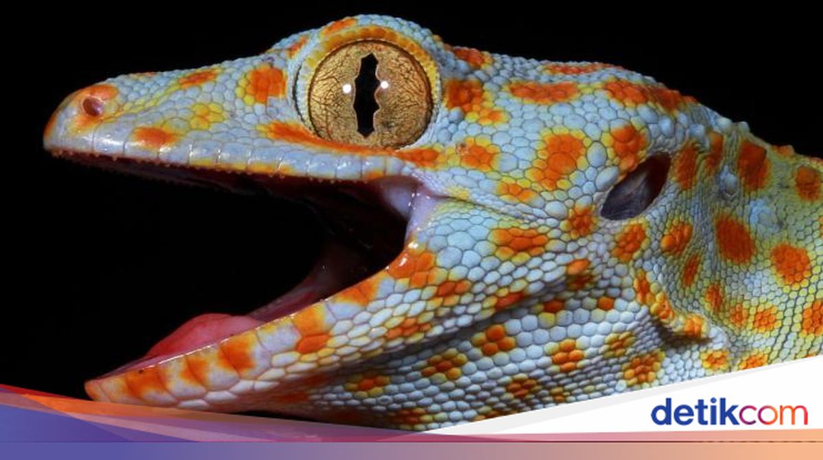 Penyebab, Ciri-ciri dan Cara Mengusir Tokek dari Rumah