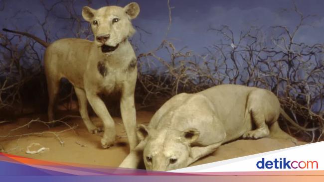 Fakta Baru Singa Pemakan Manusia yang Tewaskan 28 Orang