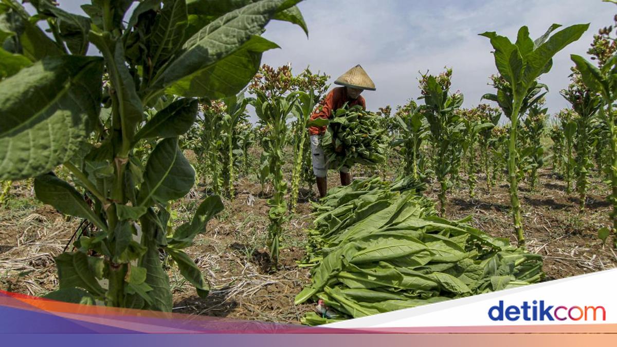 Petani Tembakau Teriak, Panen Terancam Anjlok