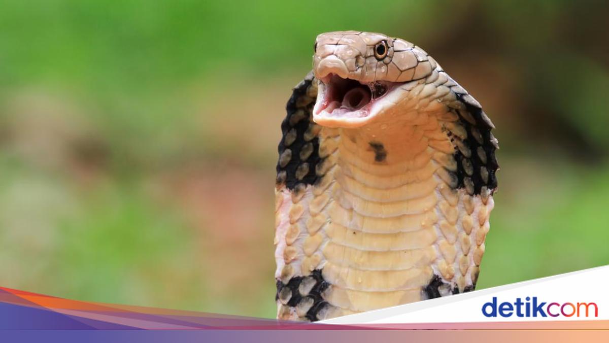 5 Hewan Melata Paling Berbahaya di Dunia