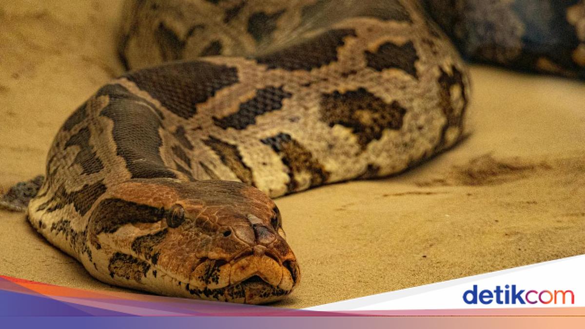 Fakta Unik Piton, Ular Tak Berbisa yang Memiliki Keragaman Motif-Corak