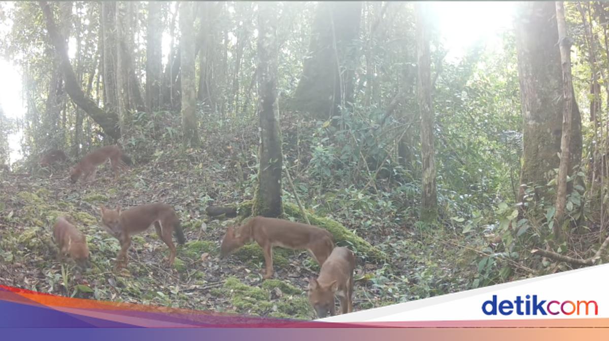Mengenal Ajag, Predator Dilindungi yang Tewaskan Belasan Domba Pangandaran