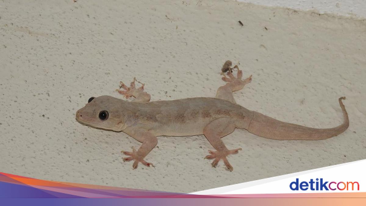 6 Bahaya Cicak di Rumah bagi Kesehatan Kita yang Jarang Disadari