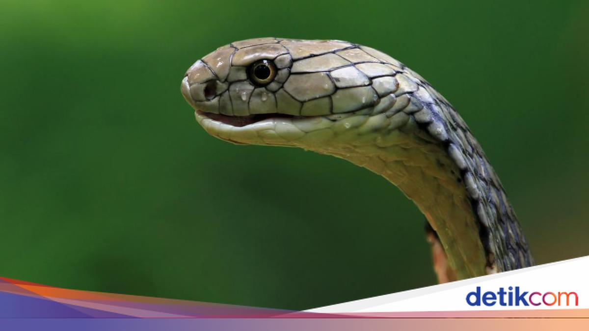 Kenapa King Cobra Disebut Raja Ular? Ternyata Ini Alasannya