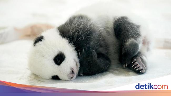 Panda Purba Hidup di Eropa Sebelum Migrasi ke China, Pemakan Daging ...