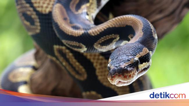Apakah Ular Piton Bisa Memanjat Dinding atau Pohon? Faktanya Begini
