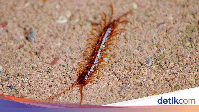 Cara Aman Atasi Kelabang, Jangan Diinjak!