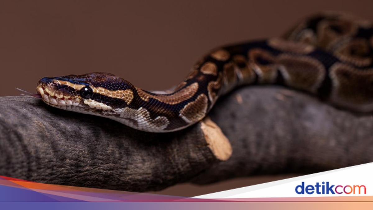 Daftar Ular Terbesar di Dunia, Ada yang Berasal dari Indonesia