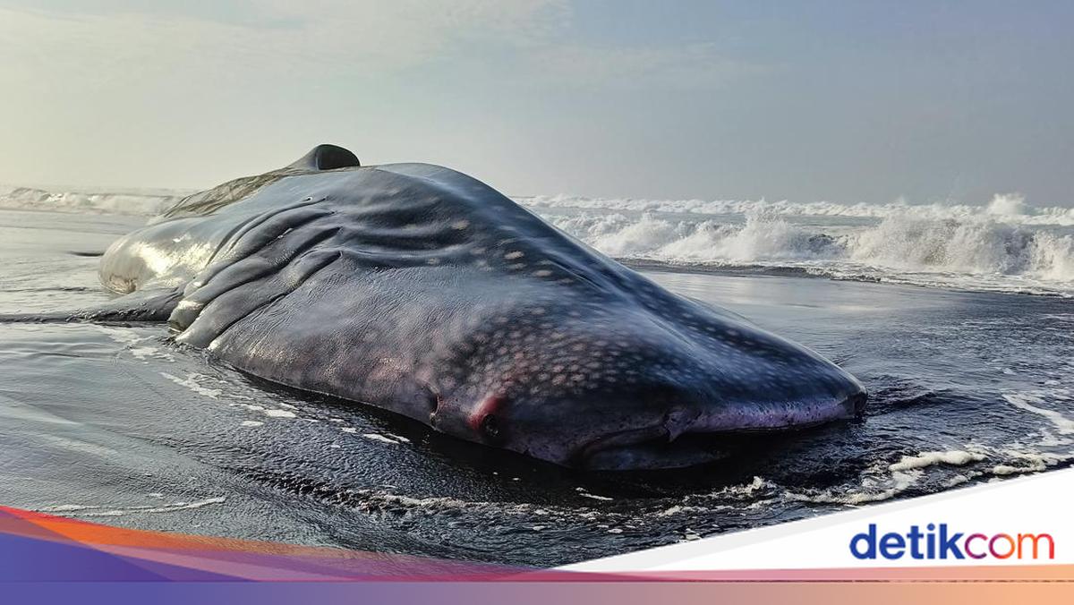 Ramai Kasus Keracunan MBG Hiu Goreng, Apakah Manusia Bisa Makan Daging Hiu?
