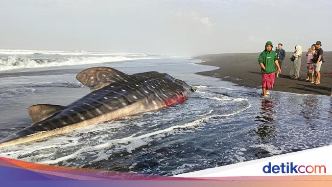 Penampakan Hiu Tutul yang Mati Terdampar di Pantai Drajid Lumajang