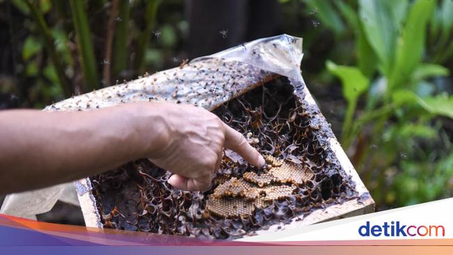 Melihat Budidaya Lebah Madu Kelulut Palaran