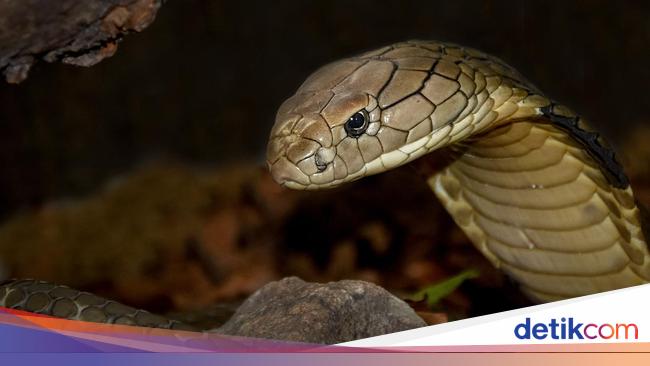 Ciri-ciri Ada Ular di Rumah dan Cara Mengatasinya, Yuk Waspada!