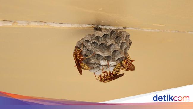 Perhatikan! 5 Tanda Ada Sarang Tawon di Rumah