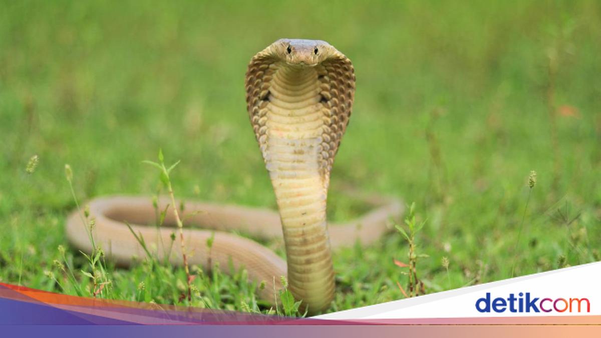 Apakah Bayi Ular King Cobra Sudah Punya Bisa dan Berbahaya bagi Manusia?