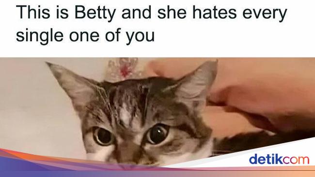 Potret 10 Kelakuan Kucing yang Gemas, Ngeselin Tapi Lucu