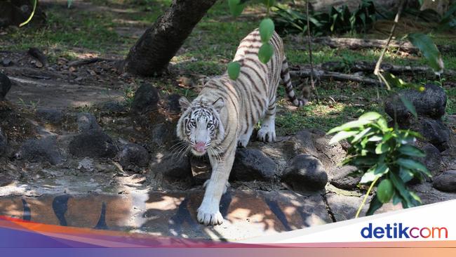 KBS Punya Koleksi Satwa Baru Harimau Benggala Putih