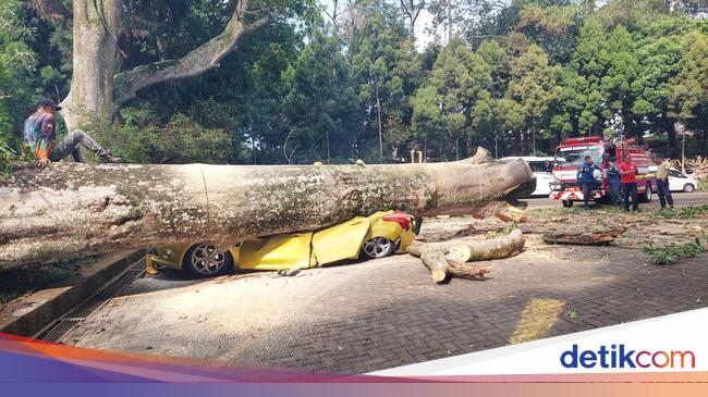 Cerita Mahfud, Mobilnya Ringsek Tertimpa Pohon 'Raksasa' di Lembang