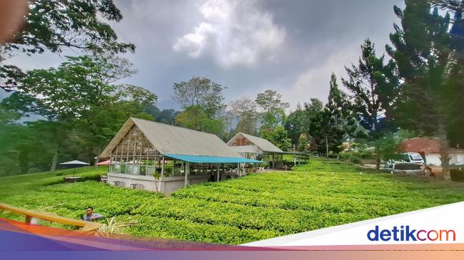 Sensasi Berbeda Menikmati Hijaunya Perkebunan Teh Gambung