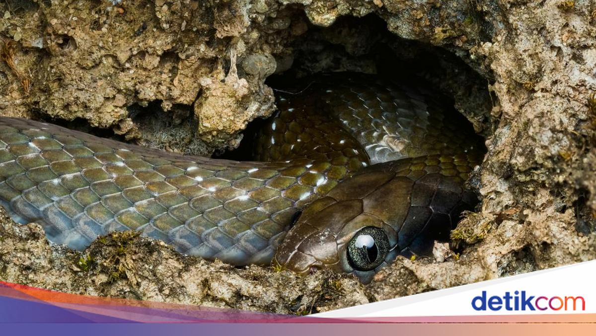Ciri-ciri Lubang Ular dan Apa yang Harus Dilakukan Jika Menemukannya