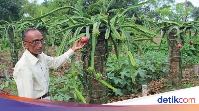 Sarjana Bisnis Ini Dedikasikan Hidup Jadi Petani Demi Kampung Halaman