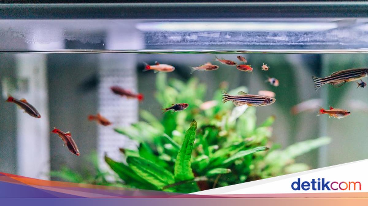 8 Ikan Pembersih Akuarium Selain Sapu-sapu, Ada Pemakan Alga!