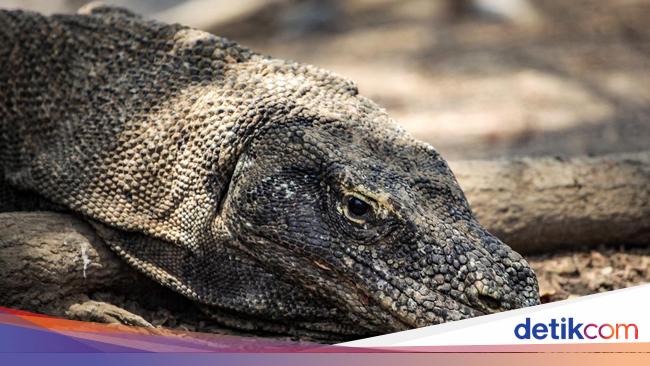 Mengamati Komodo Langsung dari Habitatnya