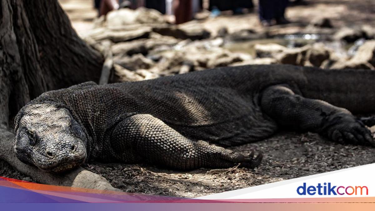 Jumlah Komodo Tersisa 3.319 Ekor, Perburuan Liar Jadi Ancaman